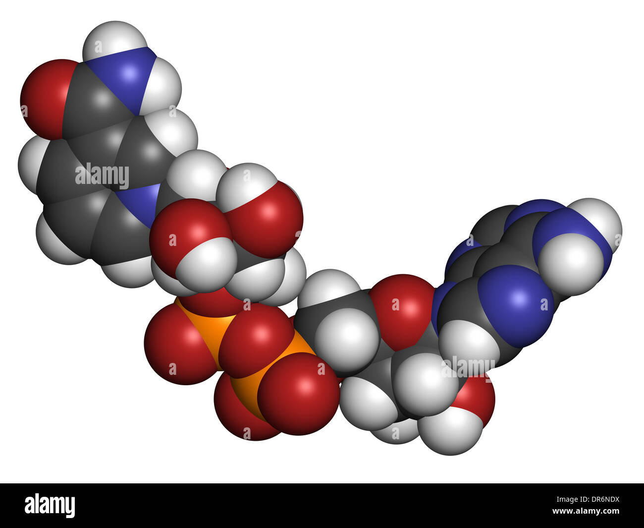 Nicotinamide adenine dinucleotide (NAD+) coenzyme molecule. Important coenzyme in many redox ...