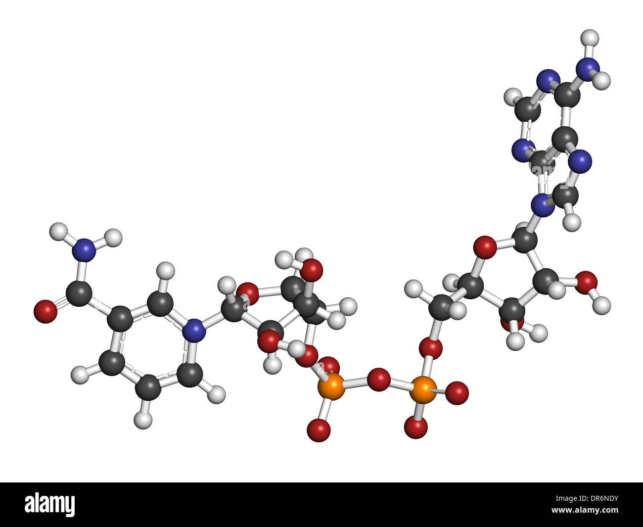 Nadh dehydrogenase hi-res stock photography and images - Alamy