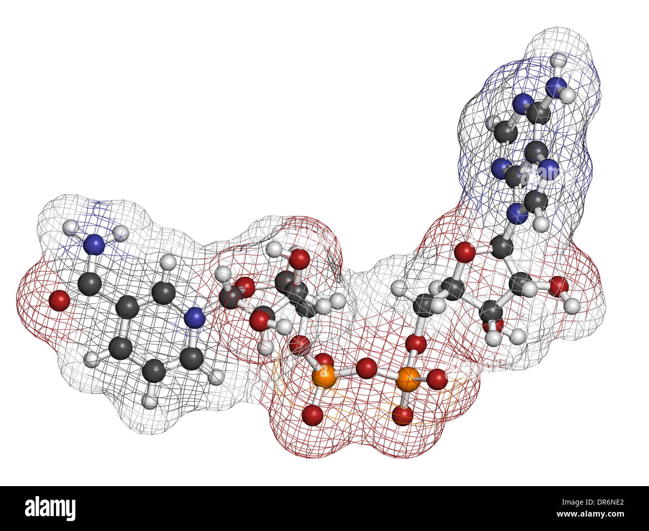 Nicotinamide adenine dinucleotide (NAD+) coenzyme molecule. Important coenzyme in many redox ...