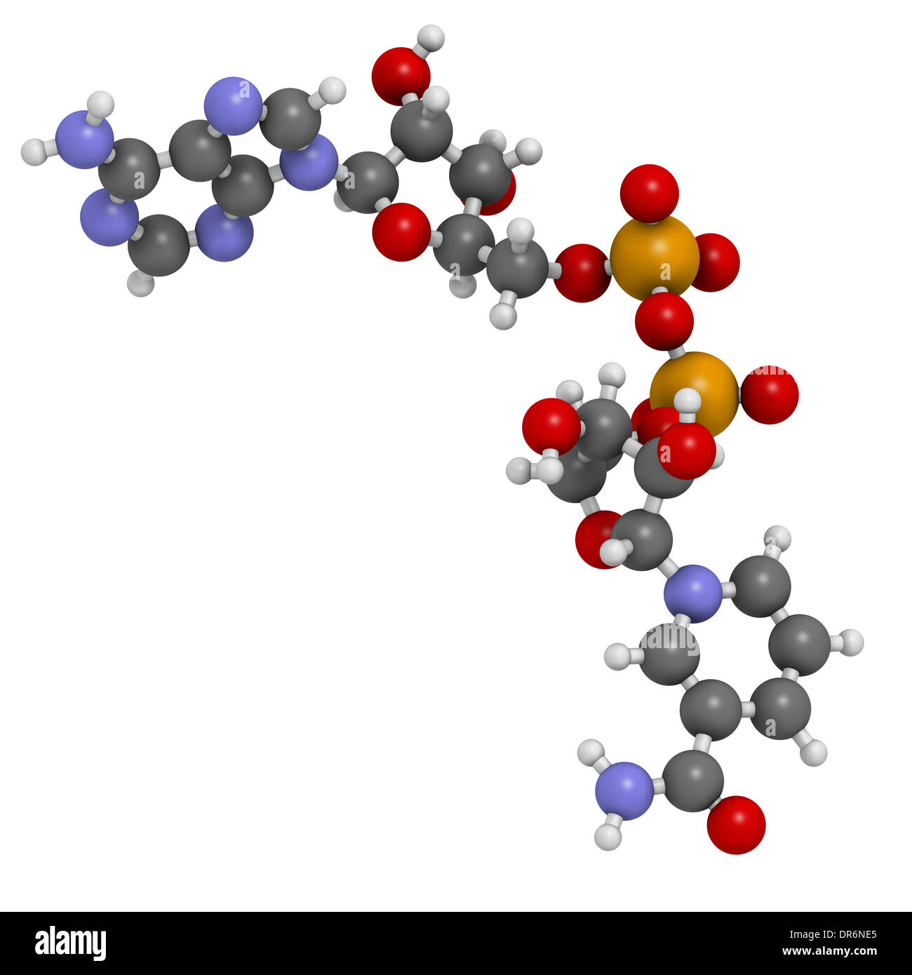 Nicotinamide adenine dinucleotide (NAD+) coenzyme molecule. Important coenzyme in many redox ...