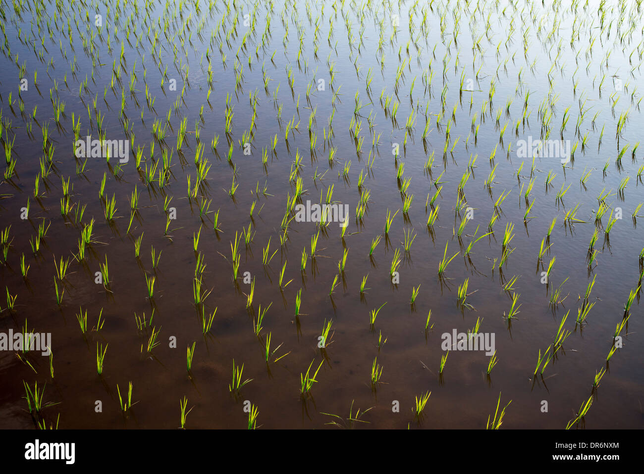 Paddy field lines hi-res stock photography and images - Alamy