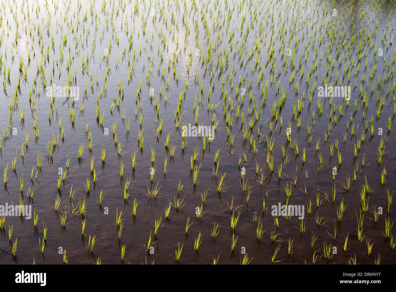 Paddy field lines hi-res stock photography and images - Alamy