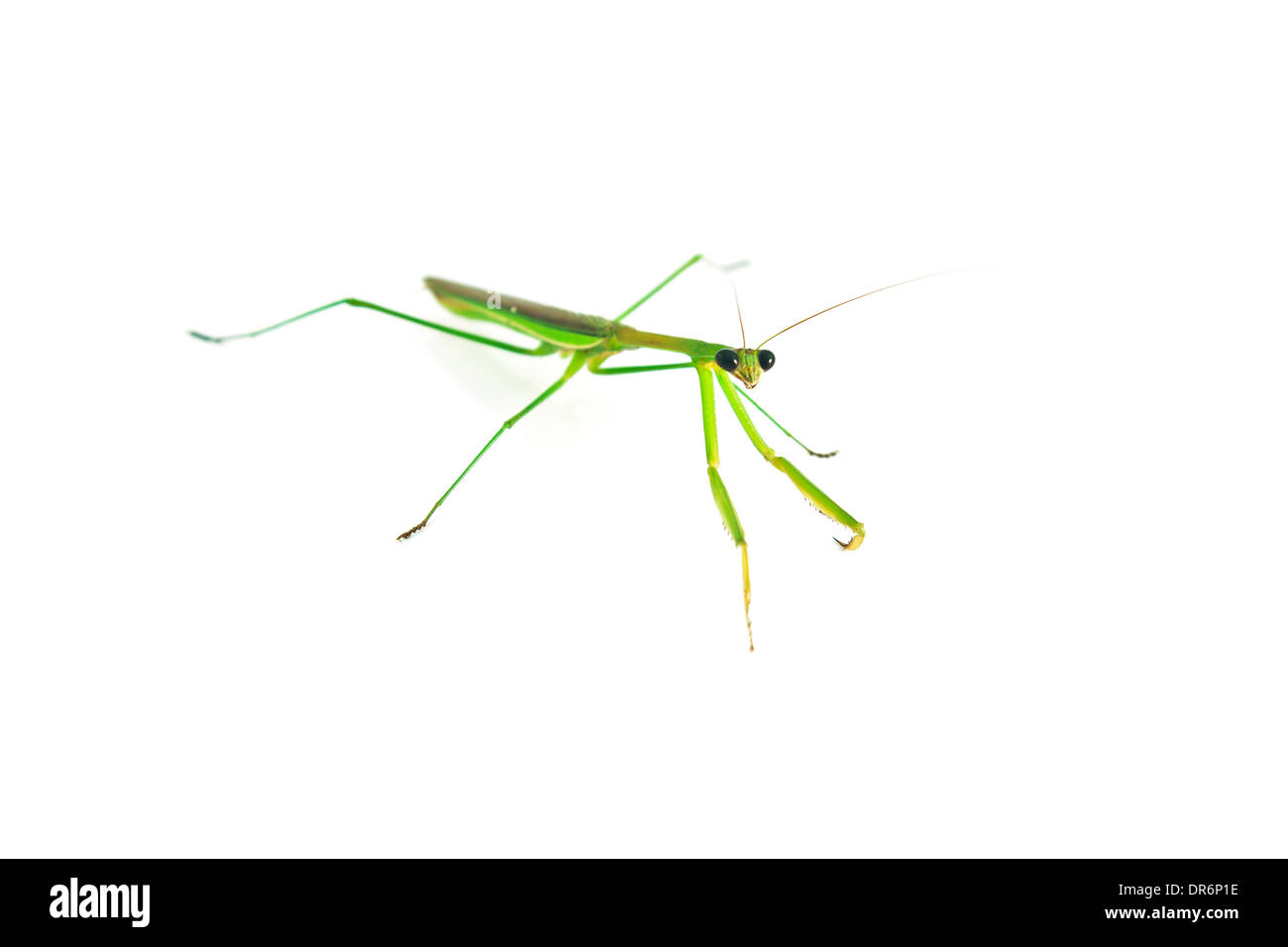 Green Preying Mantis isolated on white background Stock Photo - Alamy