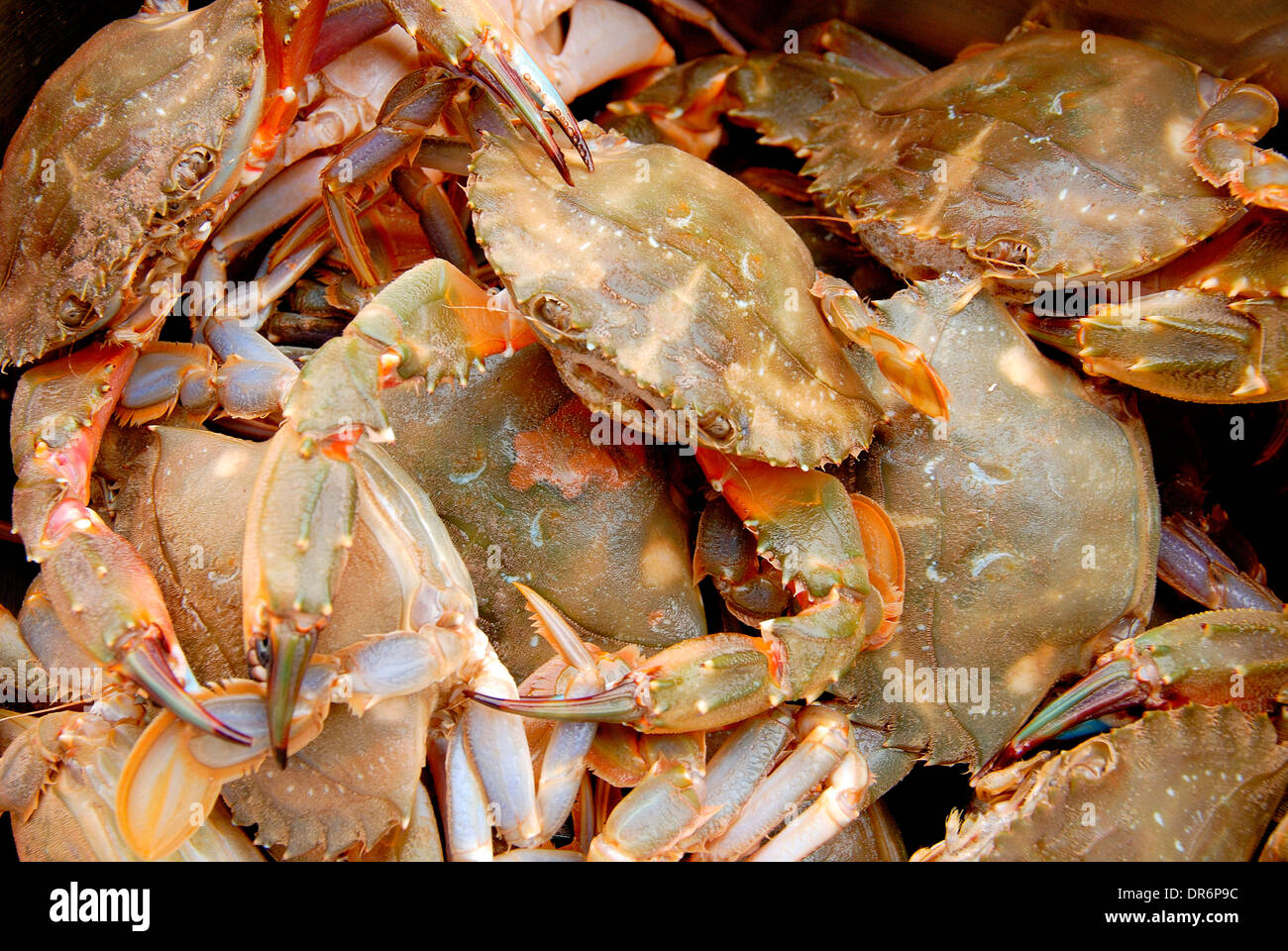 No crab hi-res stock photography and images - Alamy