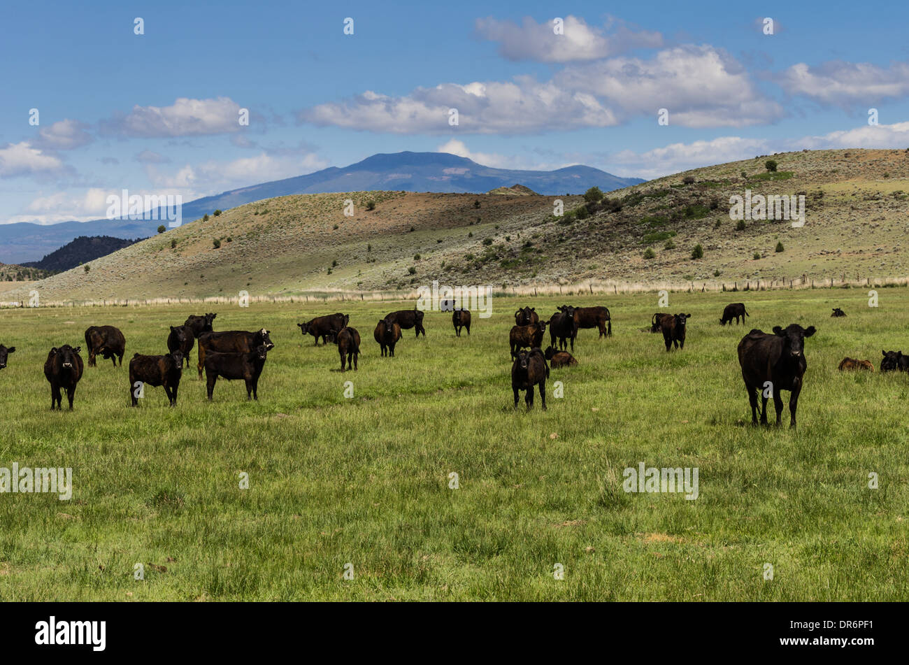 Cattle grazing on a ranch in northern California. Weed, California, USA ...
