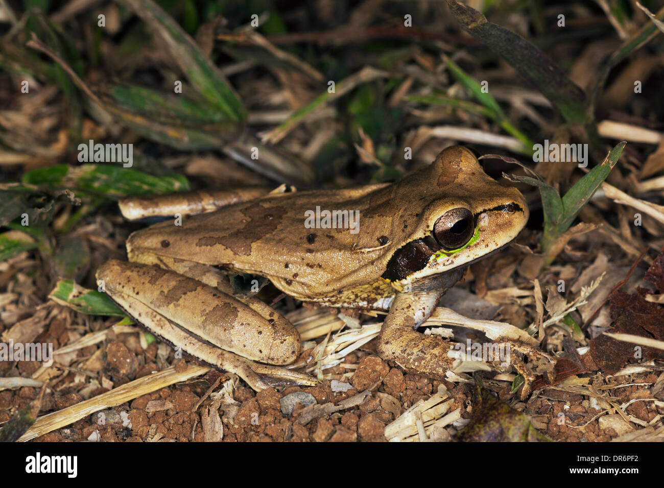 Masked Tree Frog male (Smilisca phaeota) on rainforest floor Stock ...