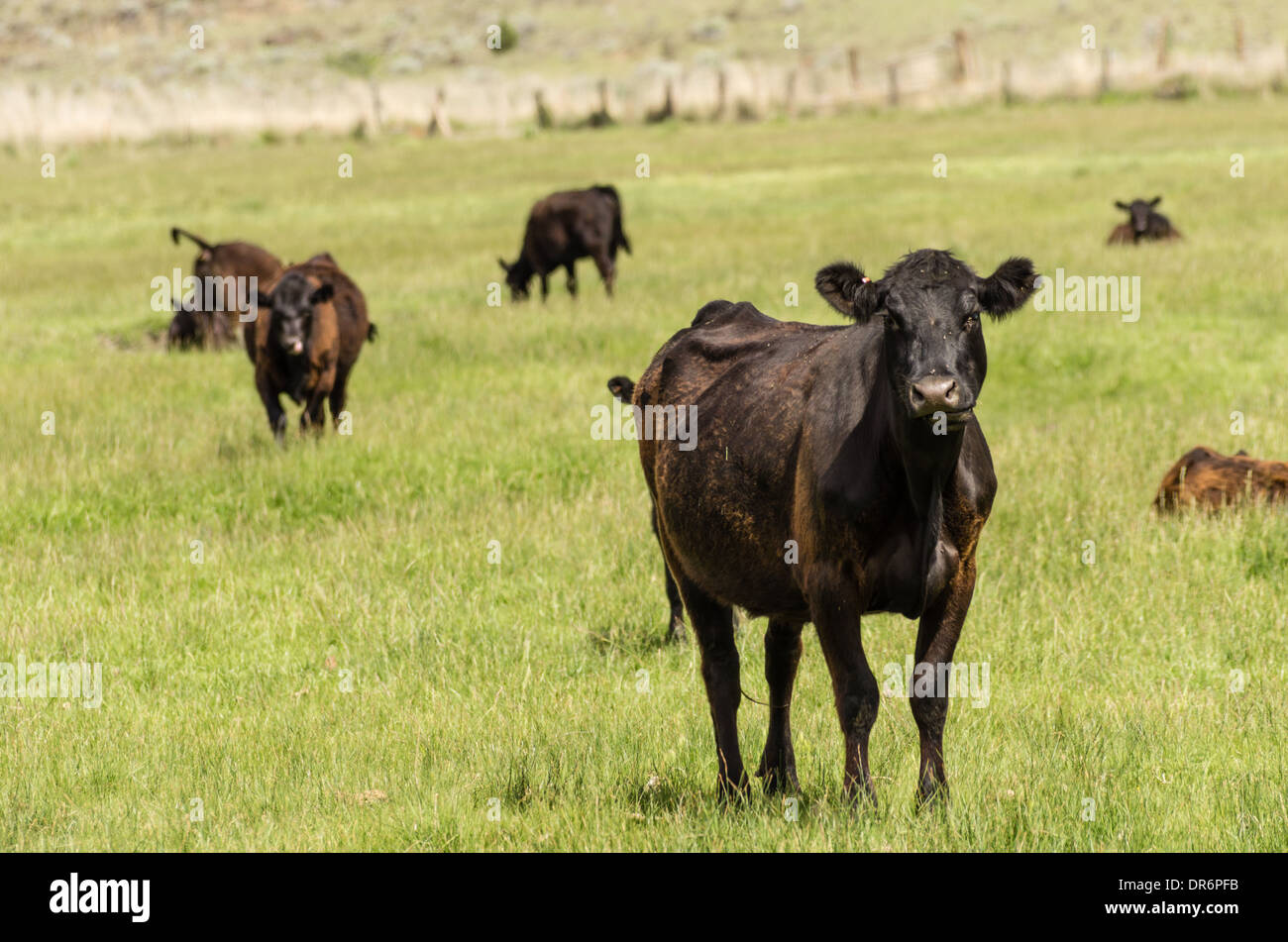 Cattle ranching hi-res stock photography and images - Alamy