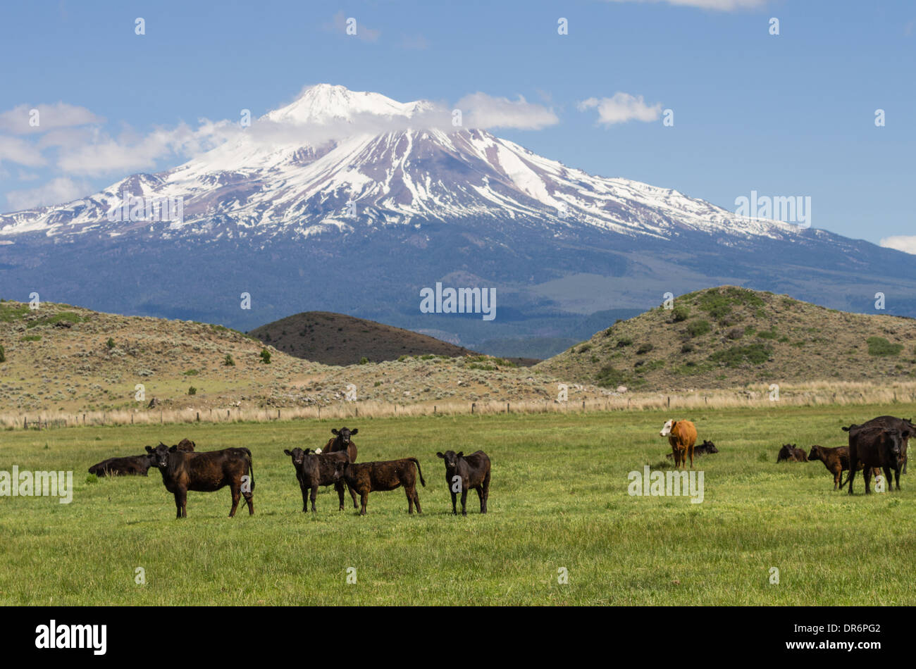 Cattle on a ranch in northern California with Mount Shasta as ...