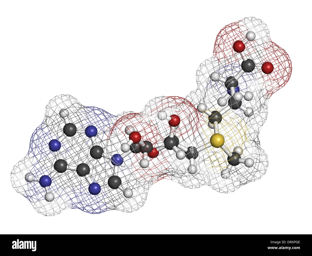 S-adenosyl methionine (SAM) molecule. Essential in several metabolic ...
