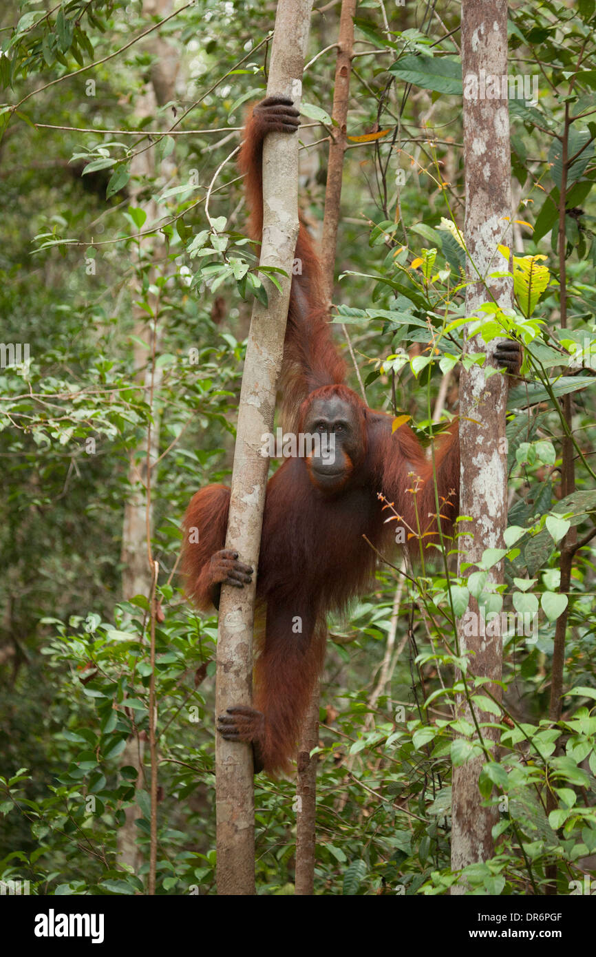 Wild Bornean Orangutan (Pongo pygmaeus) climbing tree Stock Photo - Alamy
