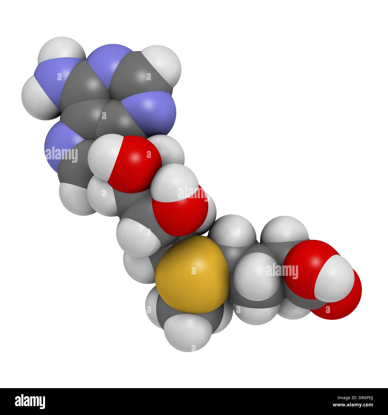 S-adenosyl methionine (SAM) molecule. Essential in several metabolic ...
