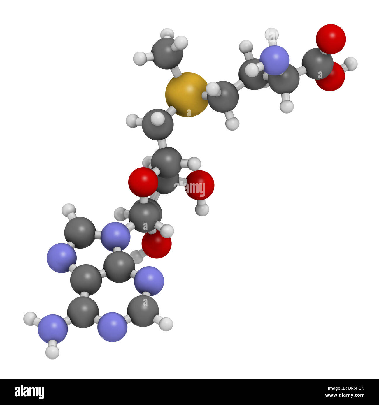 S-adenosyl methionine (SAM) molecule. Essential in several metabolic ...