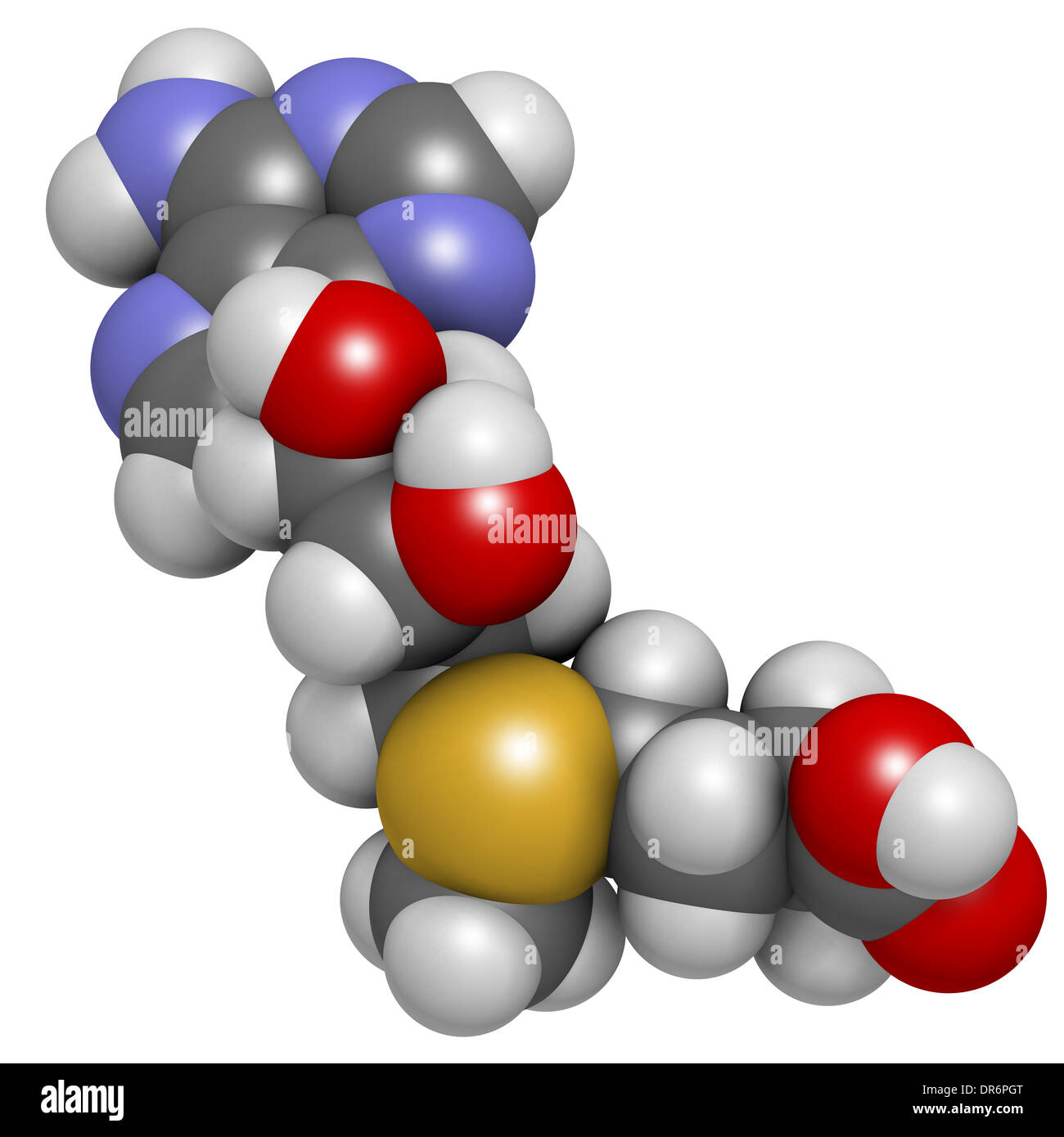 S-adenosyl methionine (SAM) molecule. Essential in several metabolic ...