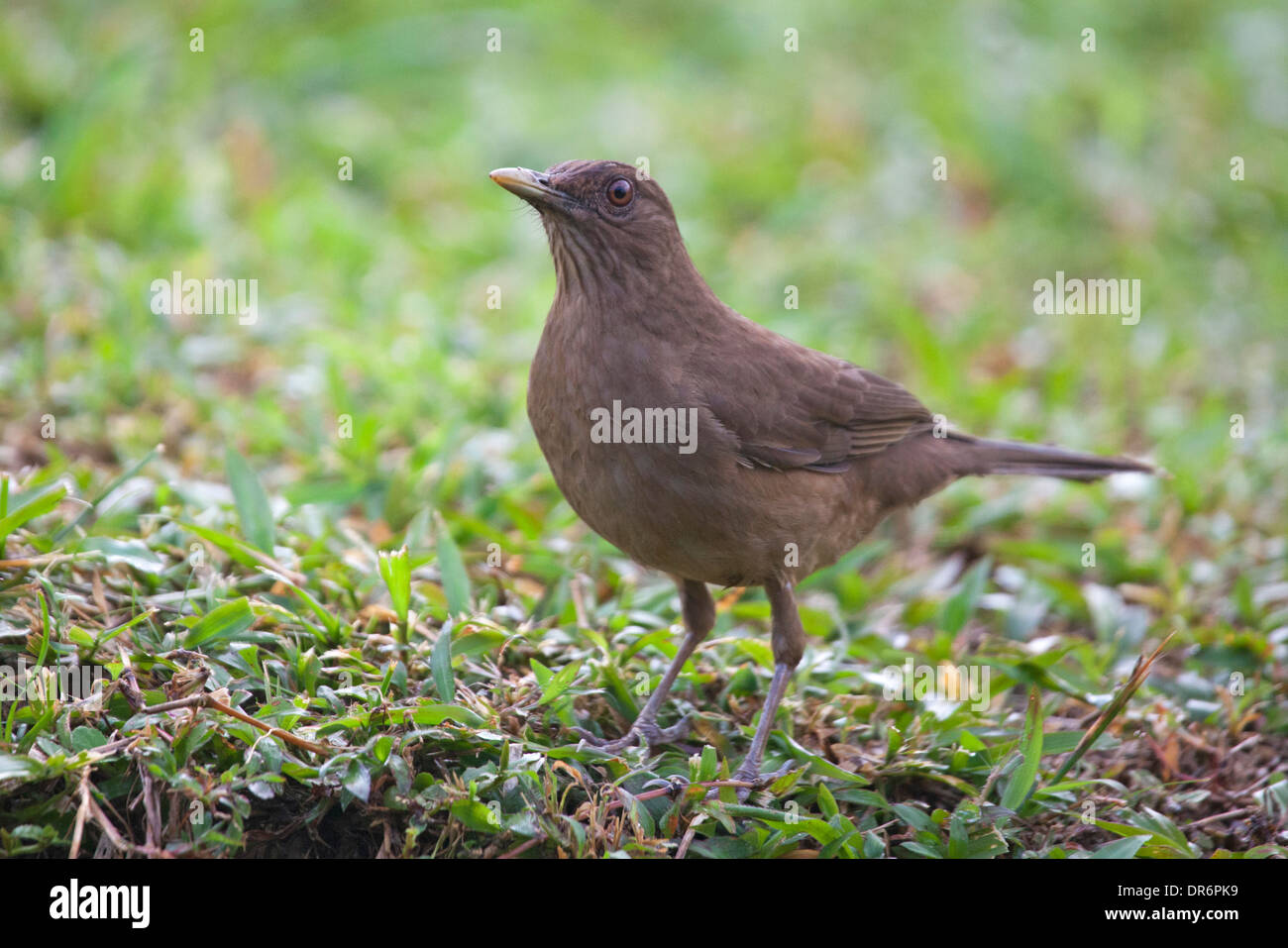 Clay-colored Robin (Turdus grayi), aka Clay-colored Thrush Stock Photo ...