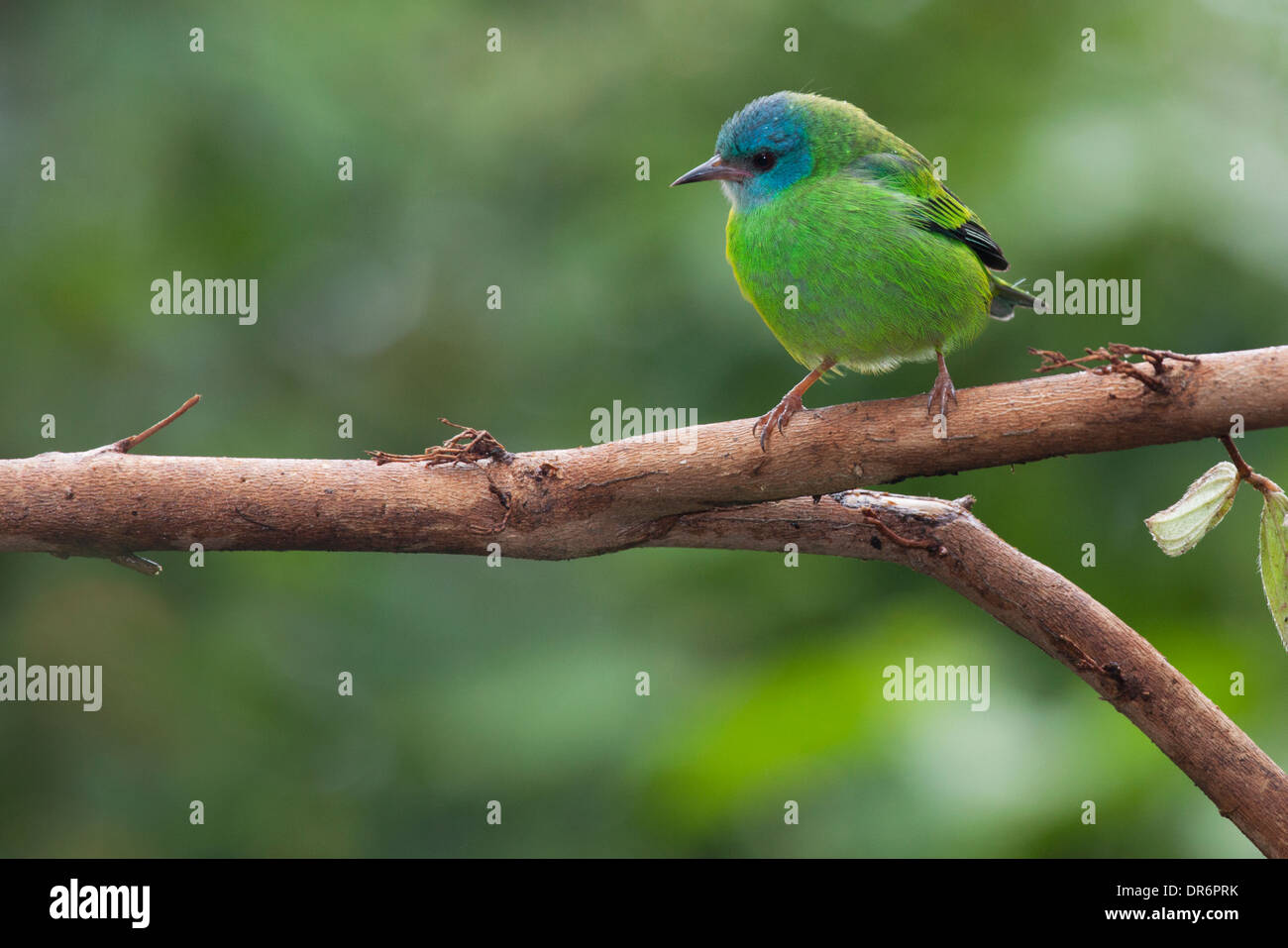 Blue Dacnis aka Turquoise Honeycreeper (Dacnis cayana) female Stock ...