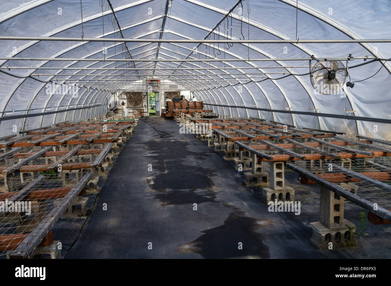 Greenhouse for plant production with benches to support plants Stock ...