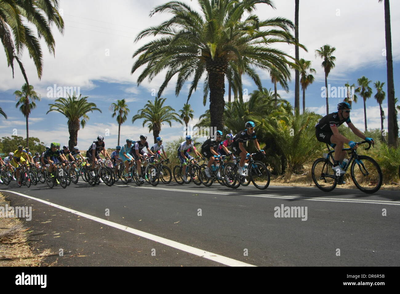 Barossa Valley, Australia. 21st Jan, 2014. Peleton riding through Seppeltsfield in Stage 1 of ...