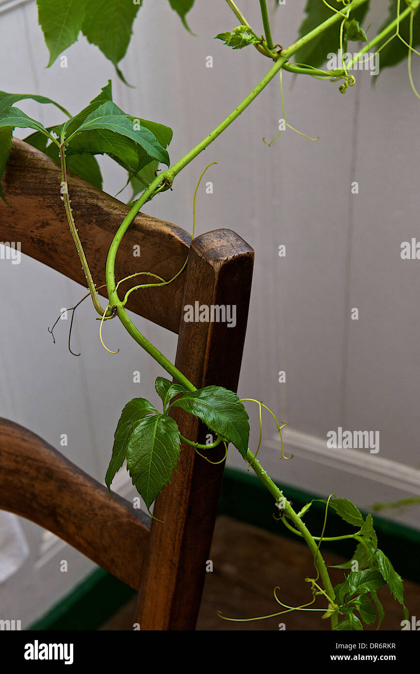 Wooden chair of plant Stock Photo - Alamy