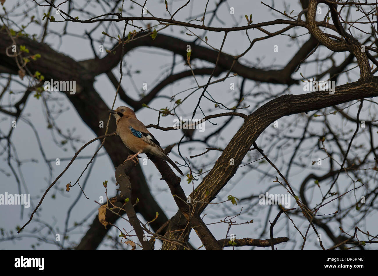Springtime fauna hi-res stock photography and images - Alamy