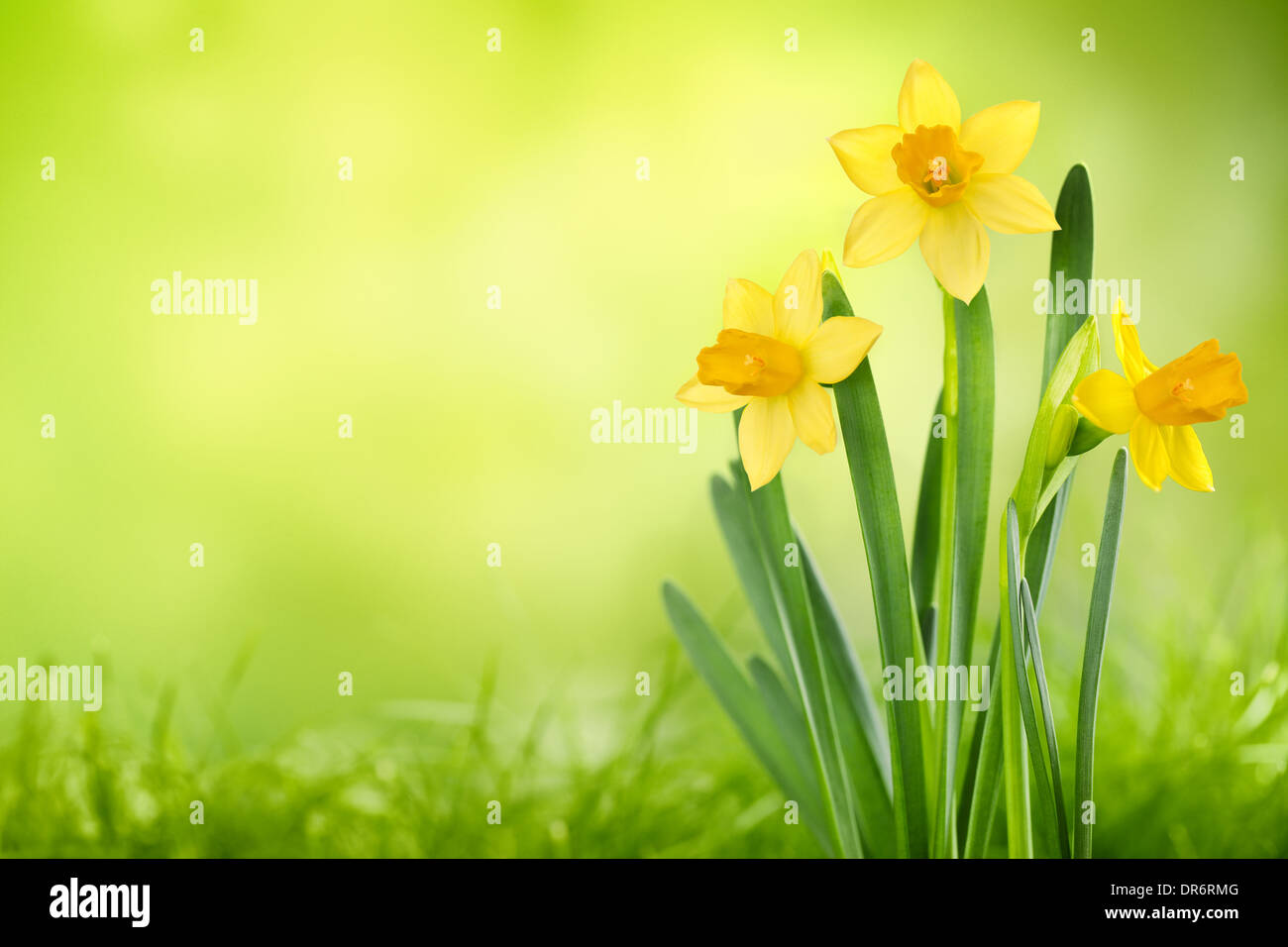 Daffodil flowers on spring background Stock Photo - Alamy