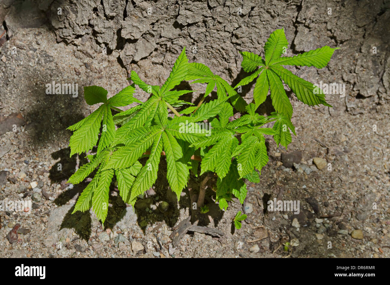 Young Chestnut Tree High Resolution Stock Photography and Images - Alamy
