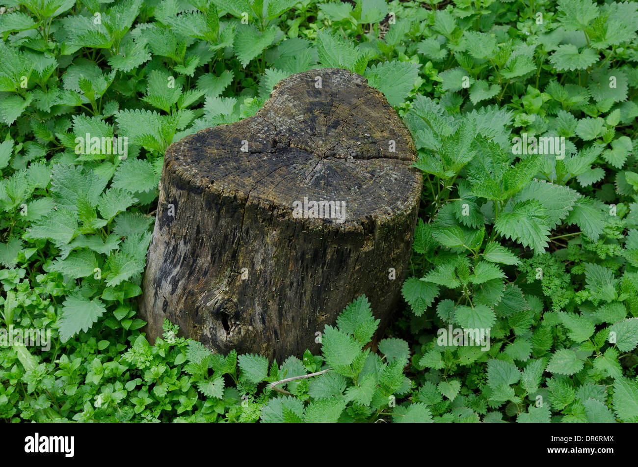 Fresh green nettle around to stump Stock Photo - Alamy