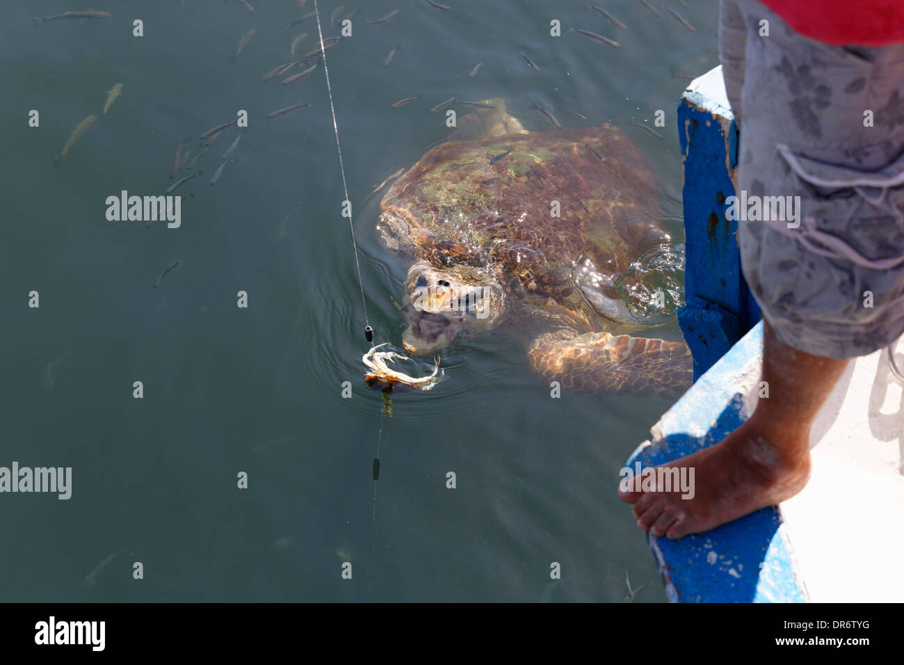 Turkey, Dalyan, Loggerhead turtle (Caretta caretta) being baited with ...