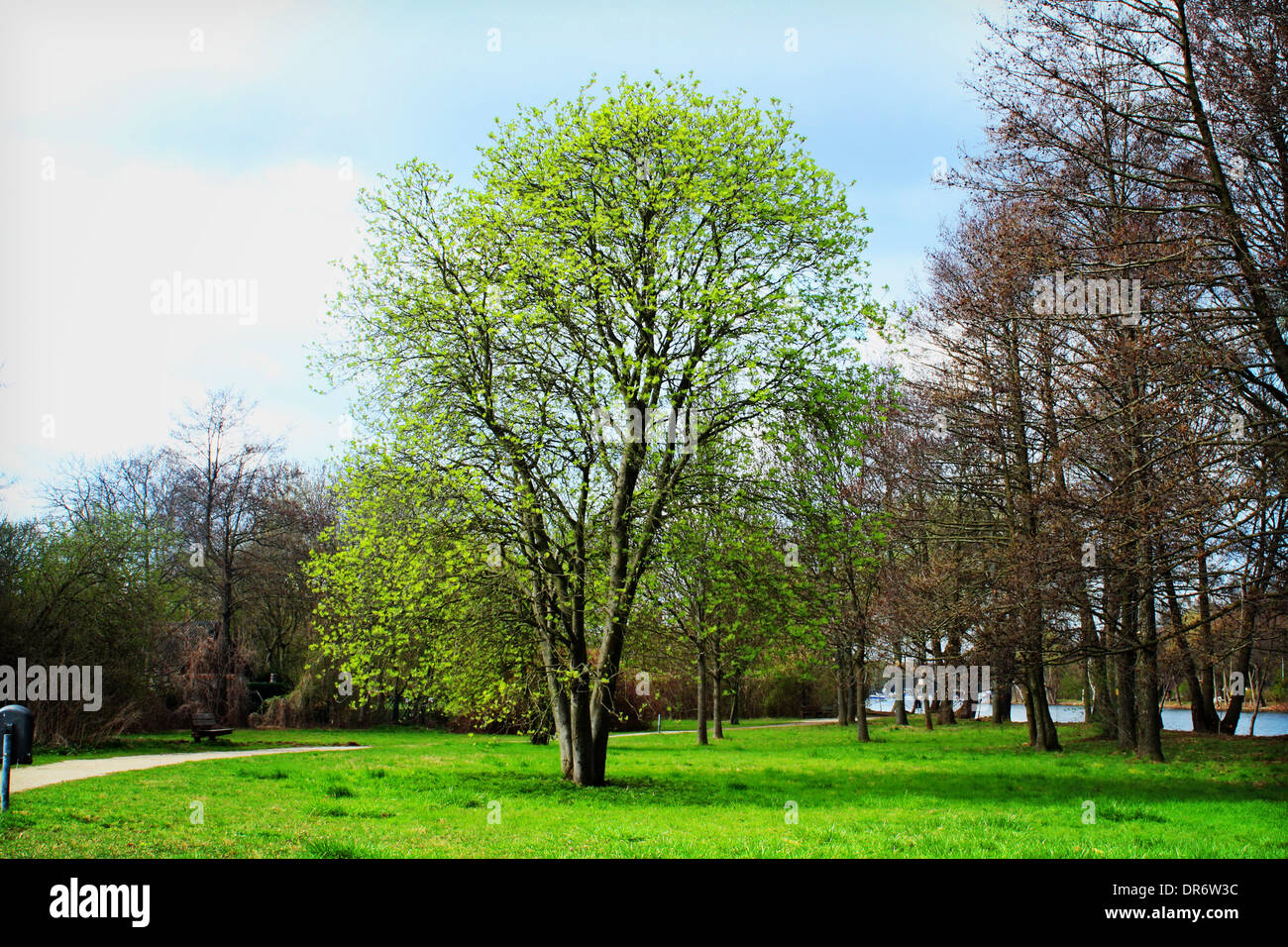 Group of conifers hi-res stock photography and images - Alamy