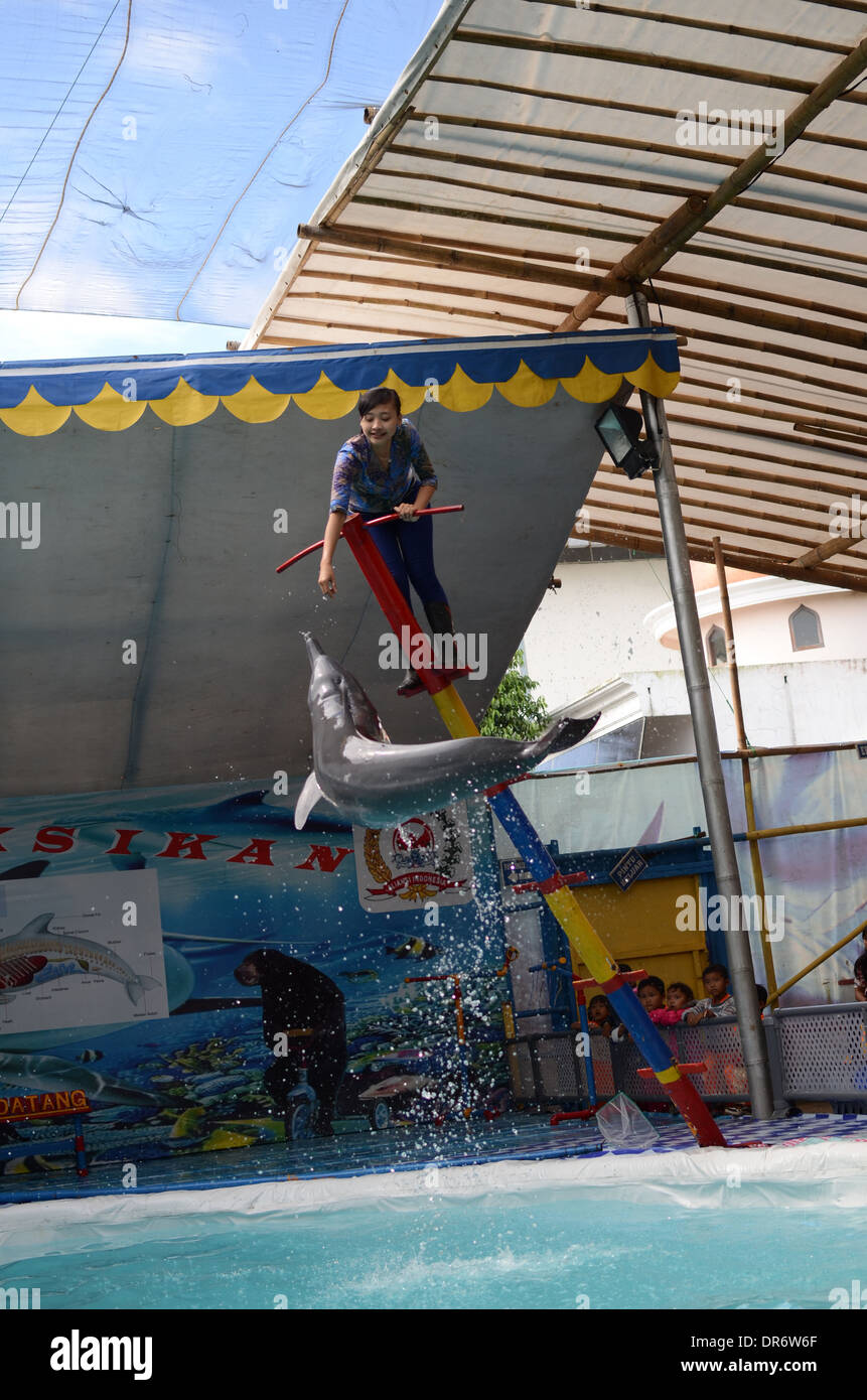 Trainer feeding dolphins High Resolution Stock Photography and Images ...