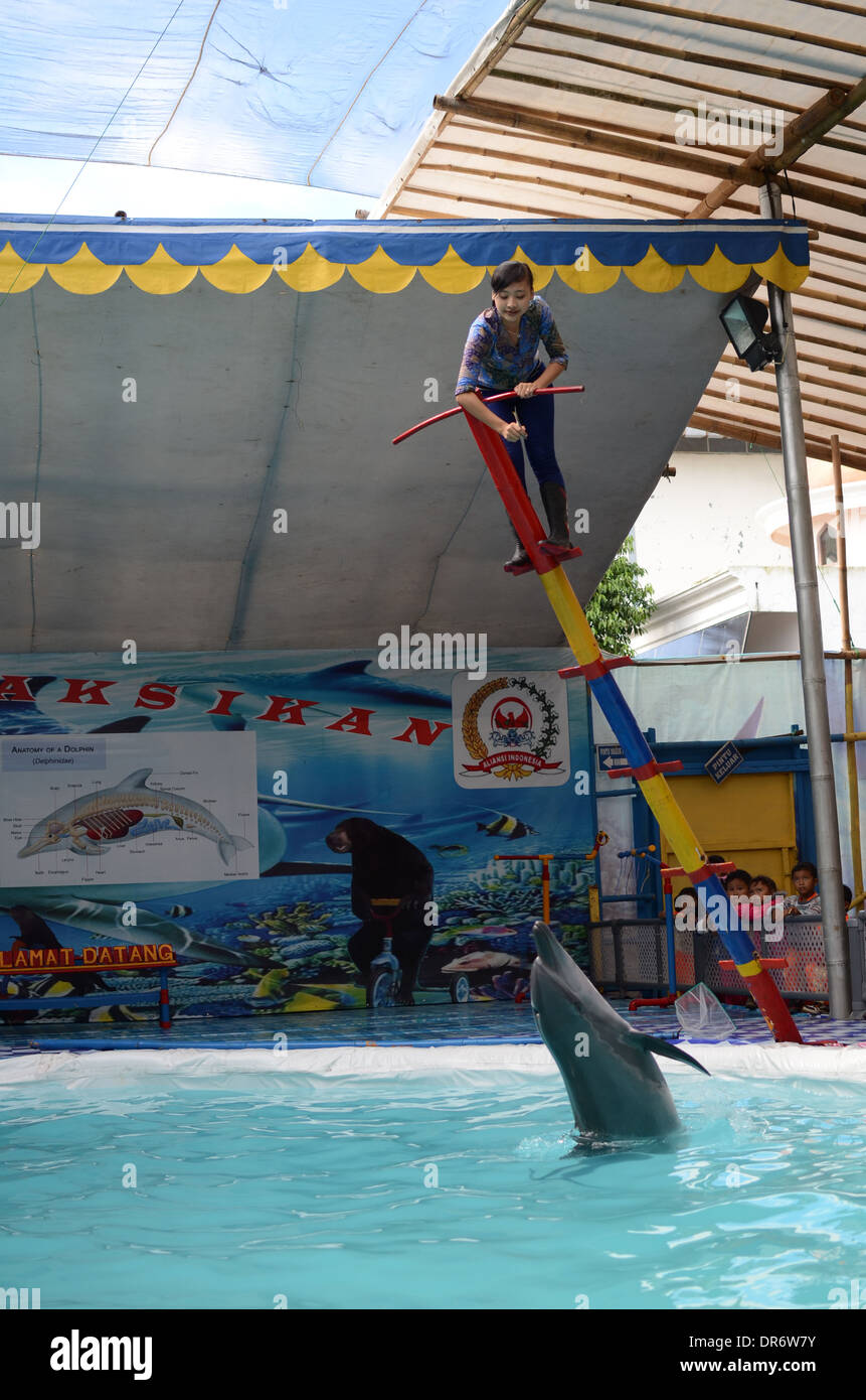 A woman trainer feeding a dolphin at a travelling dolphin circus in ...