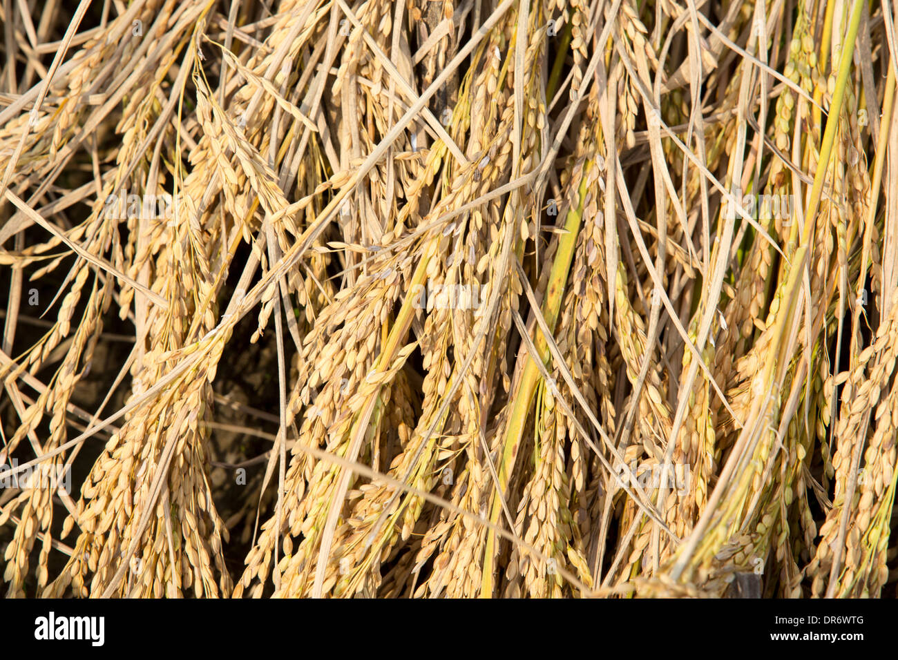 Rice drying and rice paddy hi-res stock photography and images - Alamy