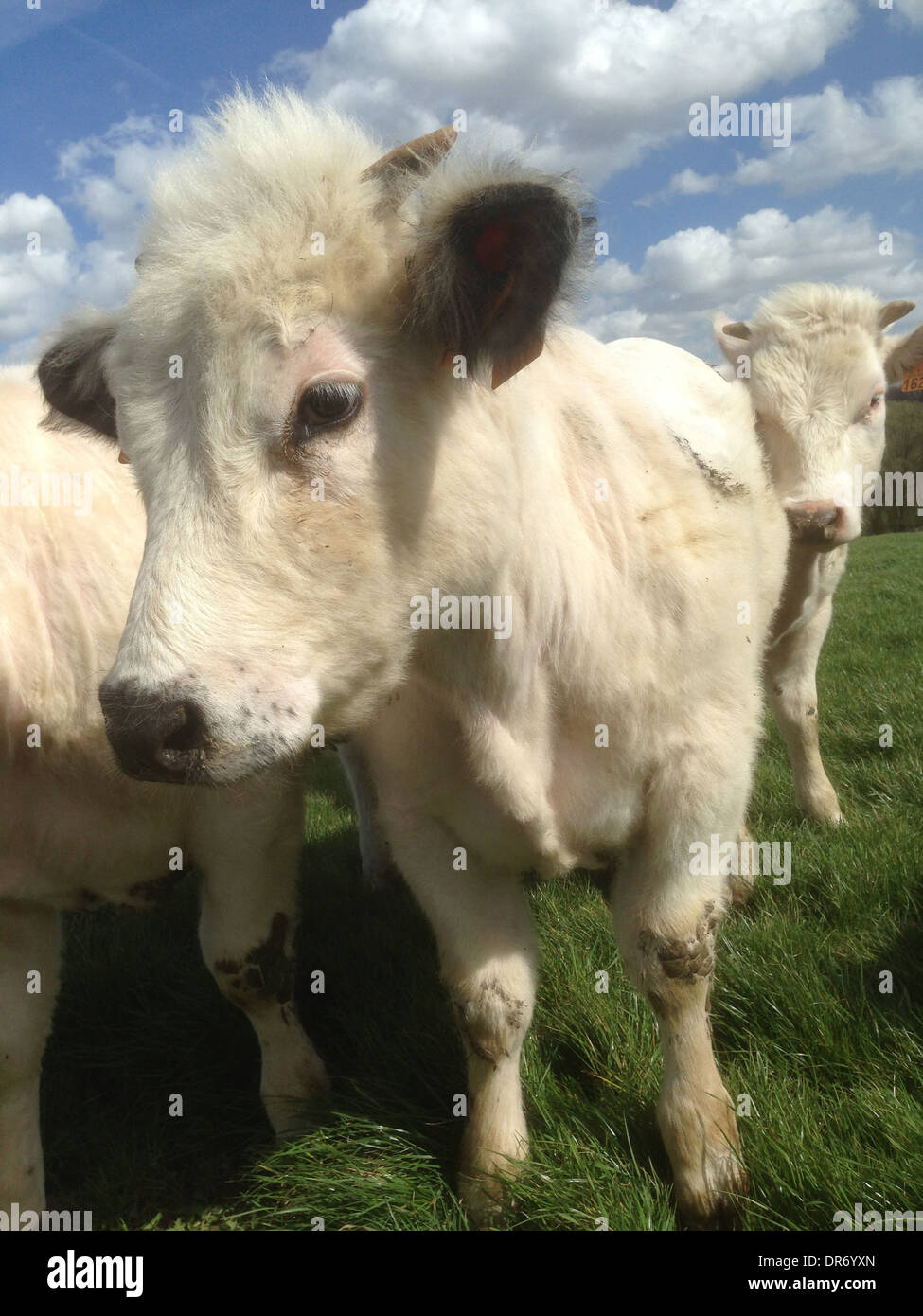 Bullock cow cattle beef hi-res stock photography and images - Alamy