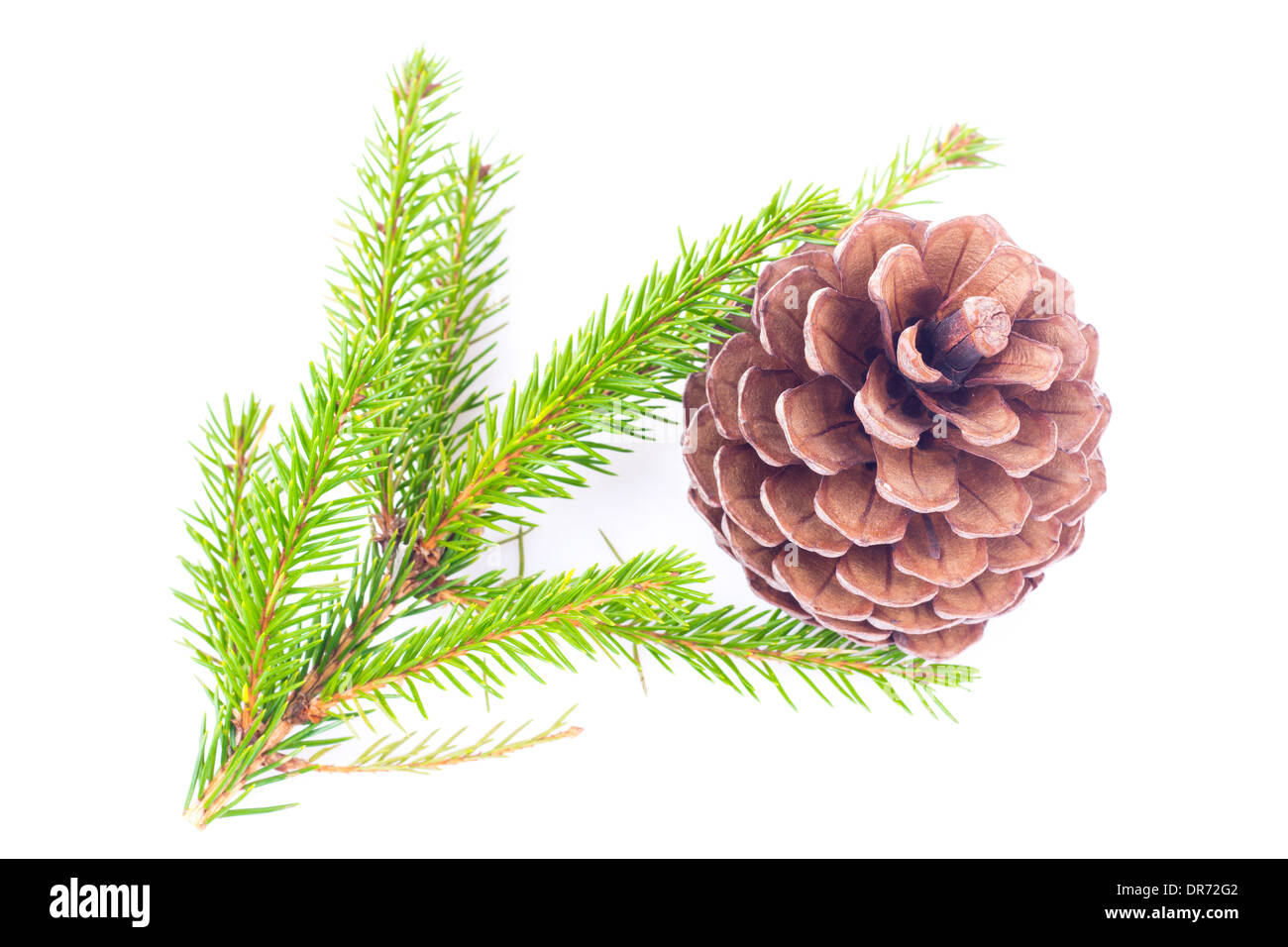 Fir cone hi-res stock photography and images - Alamy