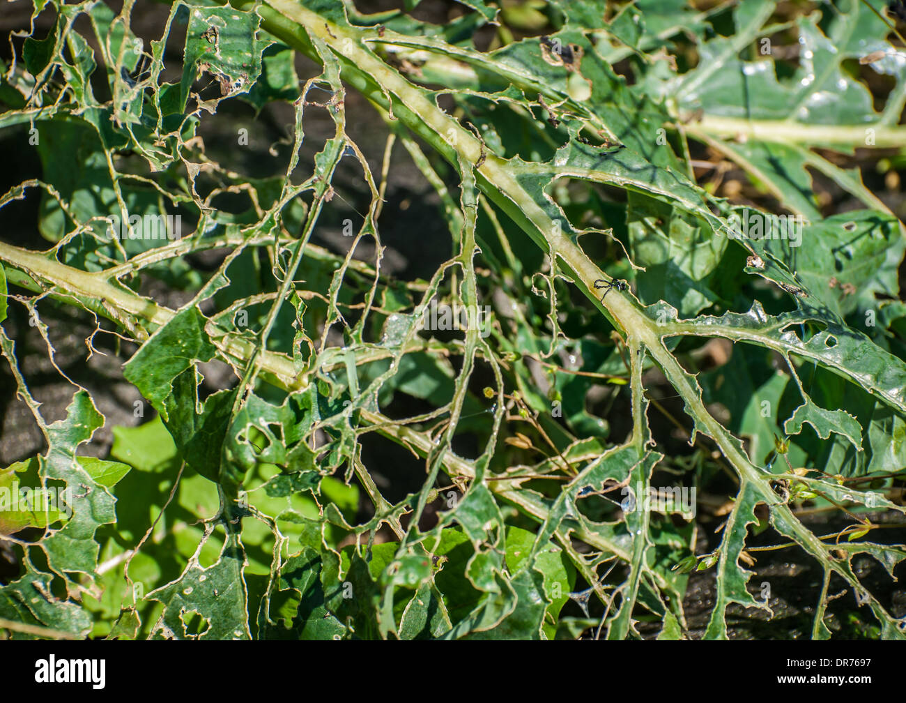 Cabbage Pest High Resolution Stock Photography and Images - Alamy