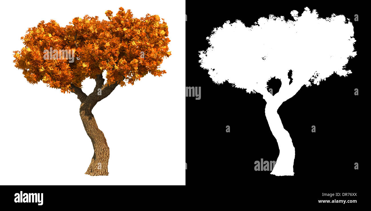 Autumn Tree Isolated on White Background Stock Photo - Alamy