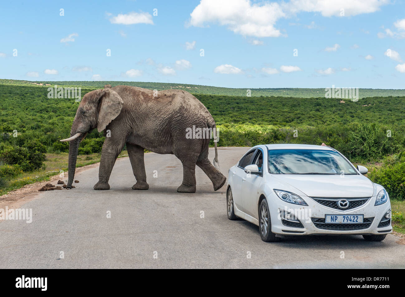 Road elephant High Resolution Stock Photography and Images - Alamy