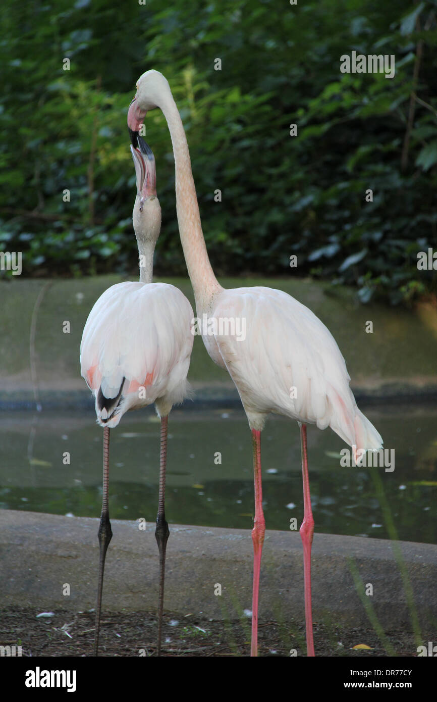 Two flamingos hi-res stock photography and images - Alamy