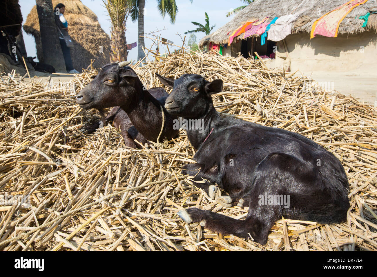 Goats belonging to subsistence farmers in the Sunderbans, Ganges, Delta ...