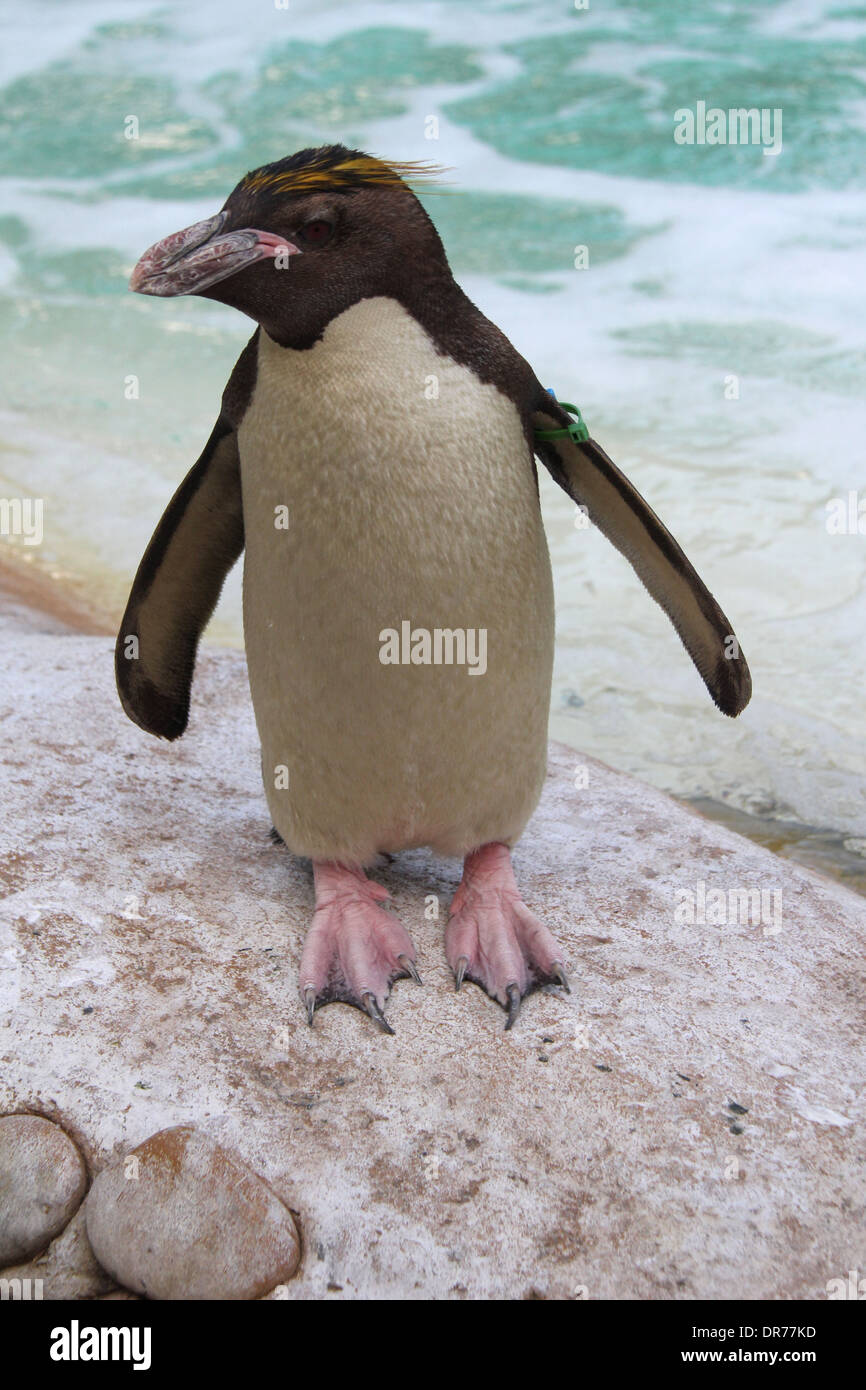 Penguin flippers hi-res stock photography and images - Alamy