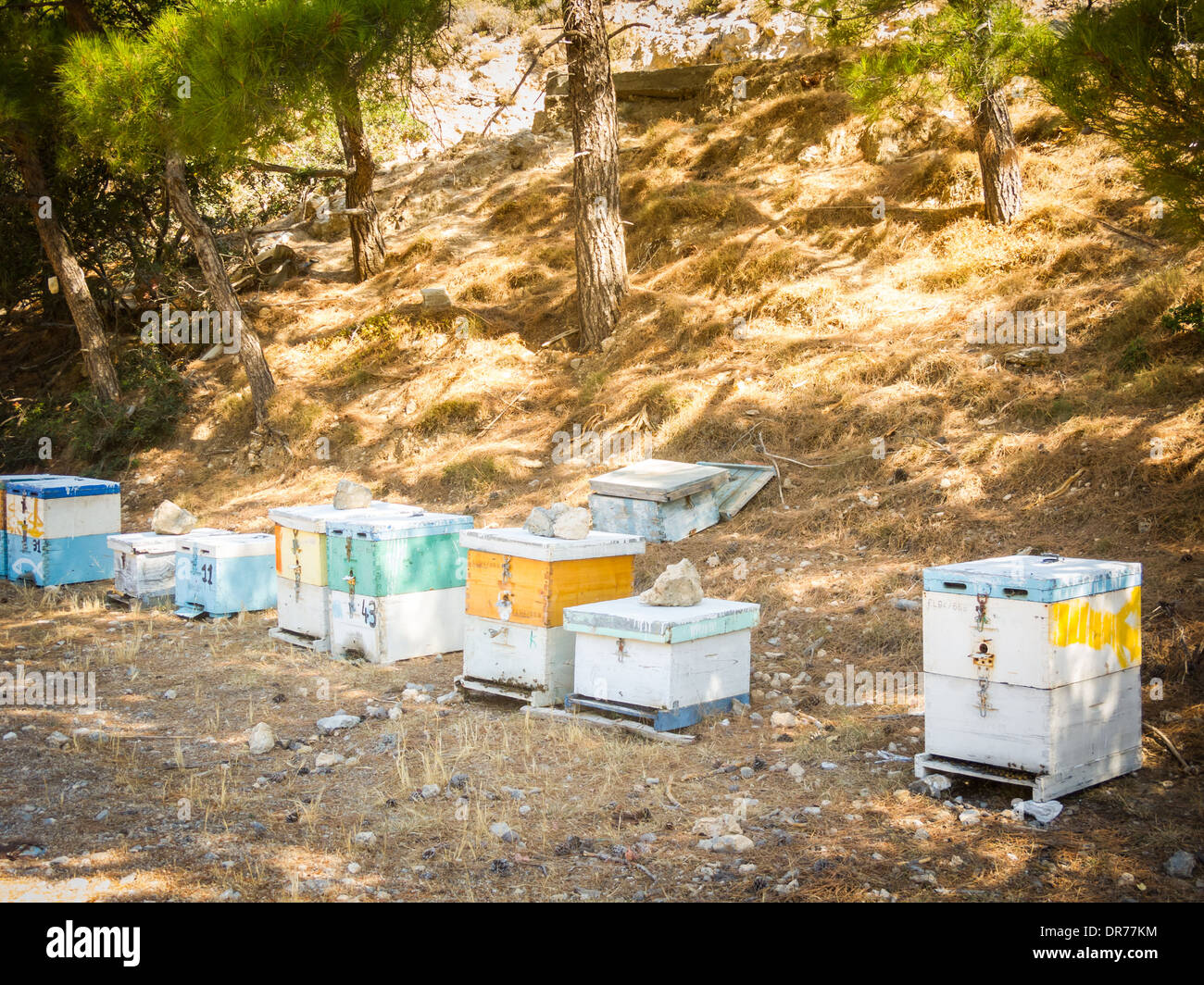 Honey bee boxes hi-res stock photography and images - Alamy