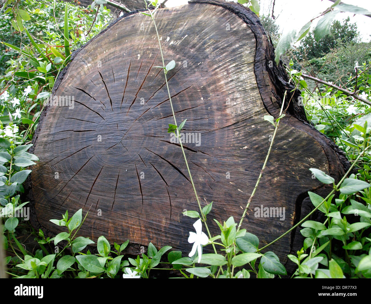 Tree stump and feature hi-res stock photography and images - Alamy