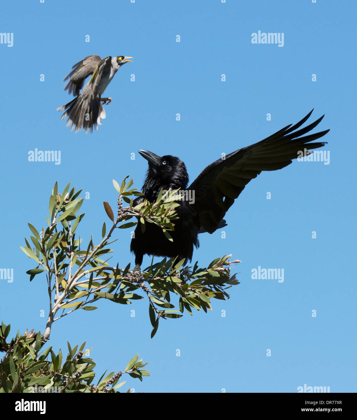 Australian Raven (Corvus coronoides) being mobbed by a Noisy Miner ...