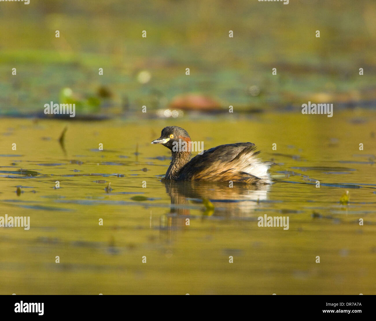 Australian dabchick tachybaptus hi-res stock photography and images - Alamy