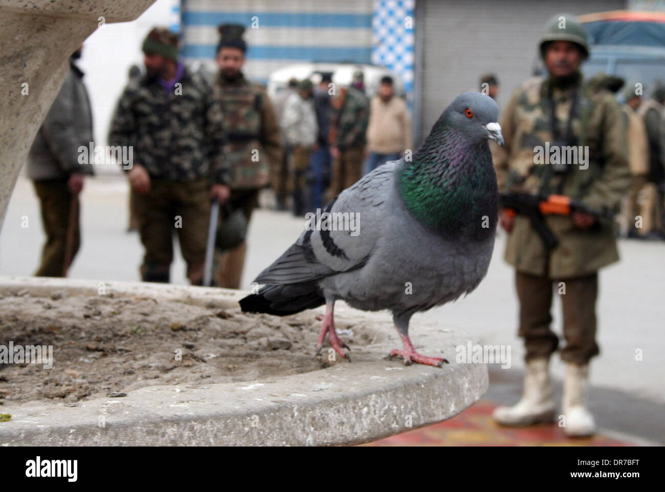 Pigeon strike hi-res stock photography and images - Alamy