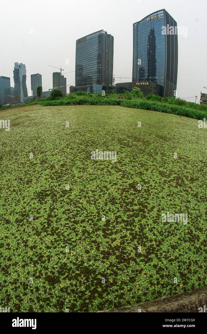 Duckweed River A river in China is entirely covered in duckweed next to ...