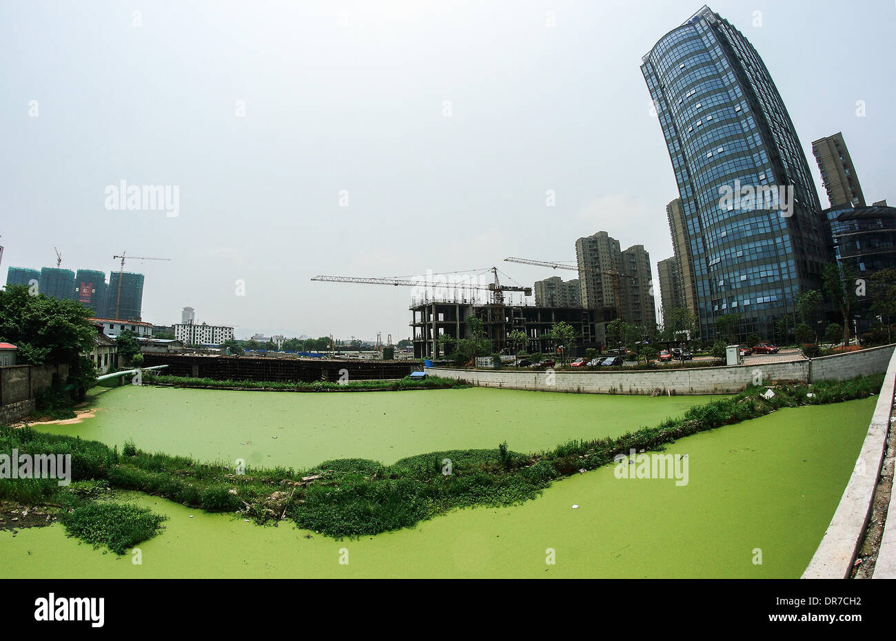 Duckweed River A river in China is entirely covered in duckweed next to ...