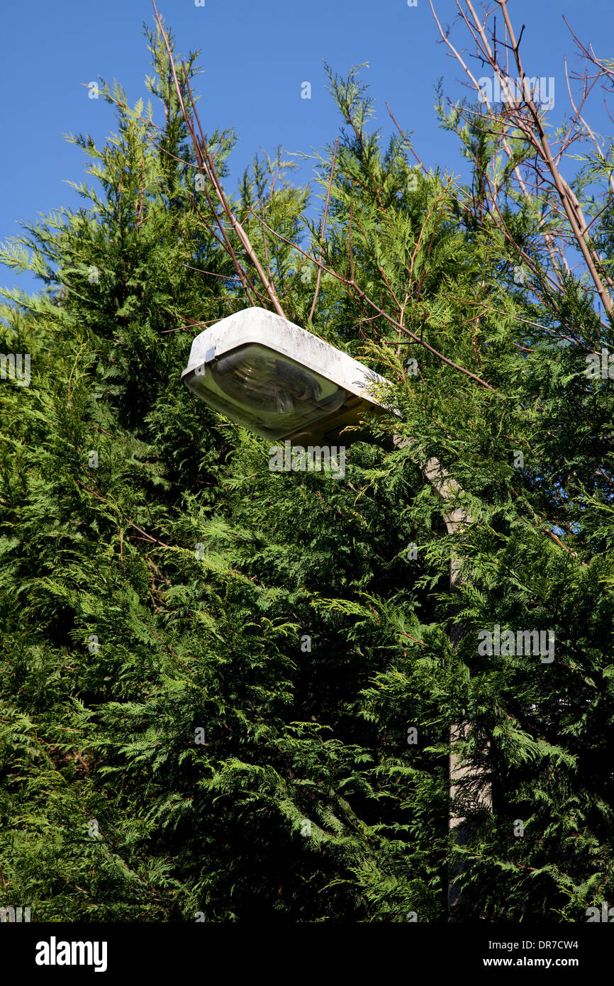 Street light surrounded by overgrown hedging Stock Photo - Alamy