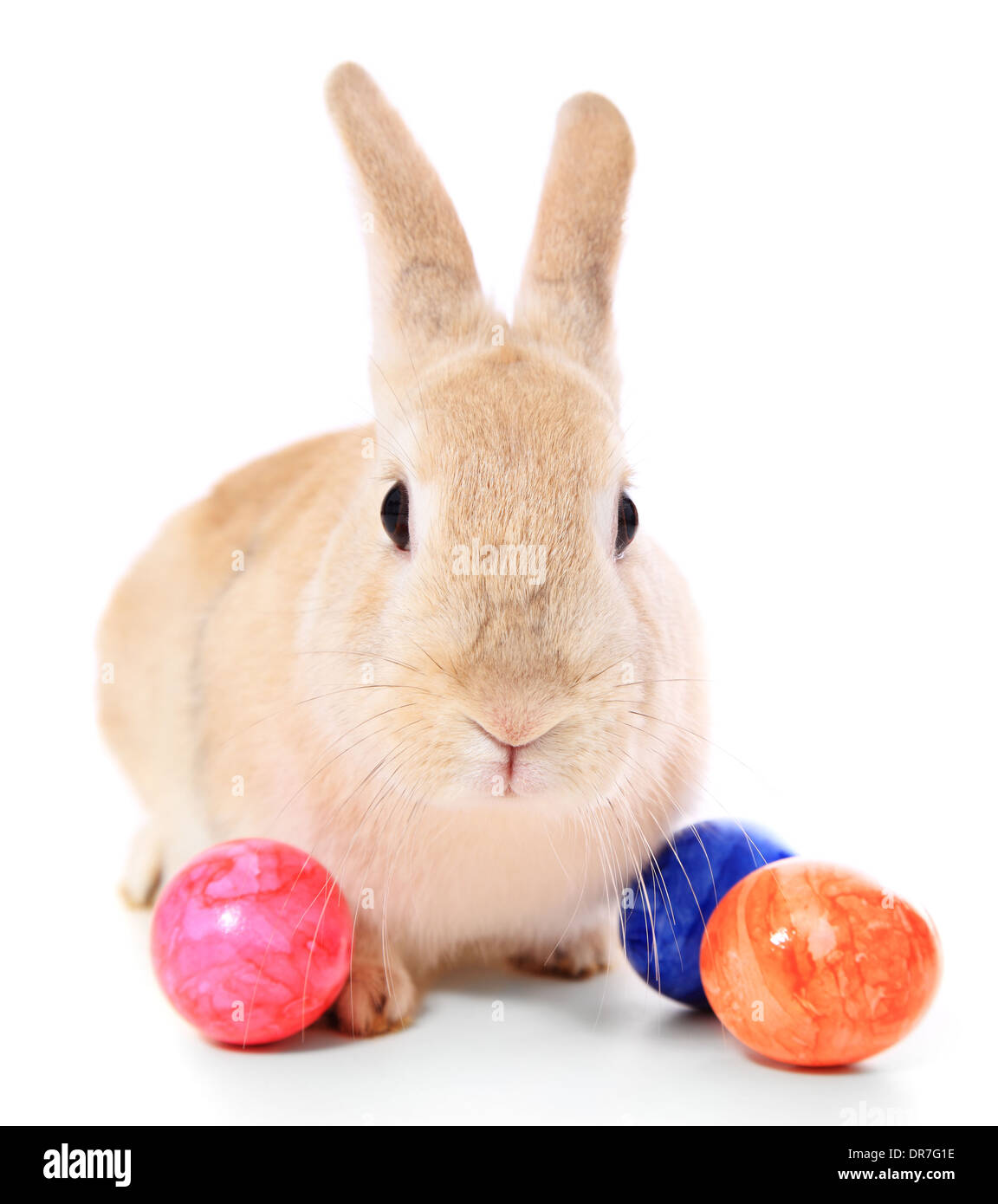 Easter bunny with easter eggs. All on white background Stock Photo - Alamy