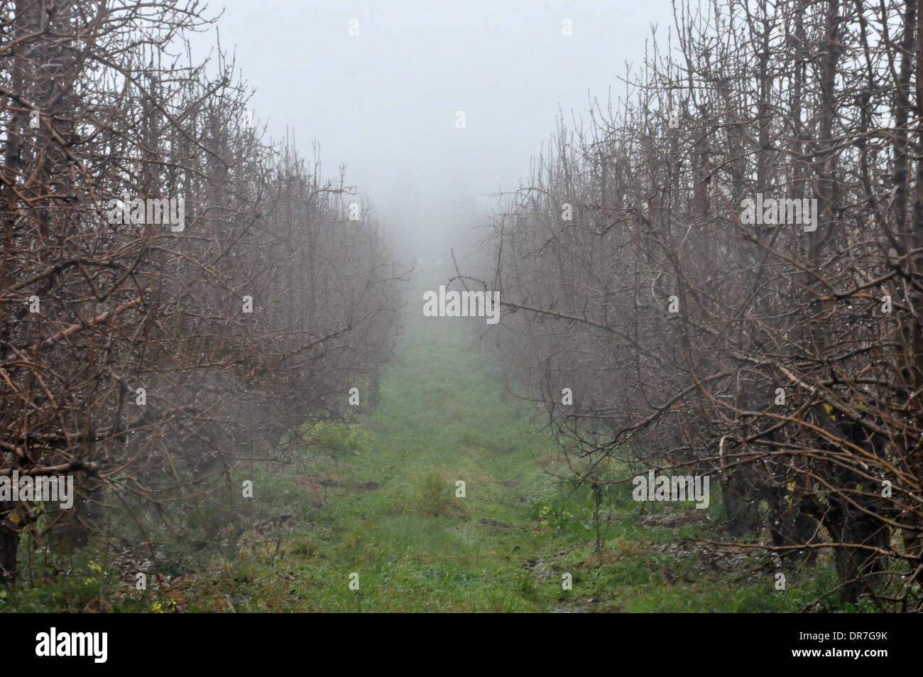 Trees mist hi-res stock photography and images - Alamy