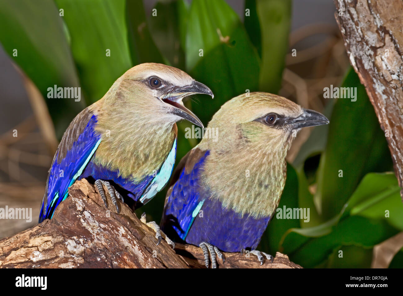 A pair of Blue-bellied Rollers Stock Photo - Alamy